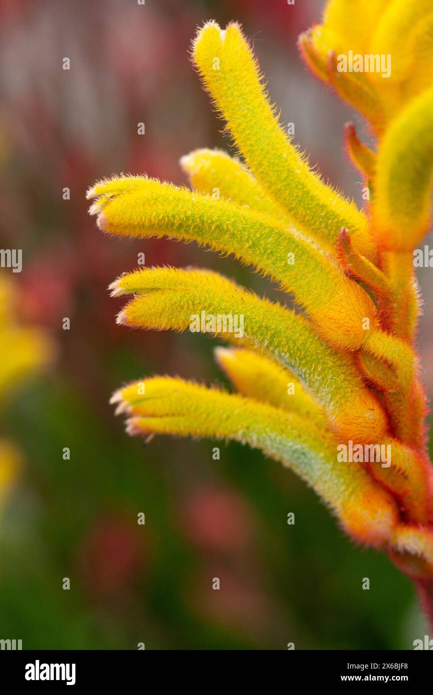 Kangaroo Paws Flower, Anigozanthos Stock Photo - Alamy