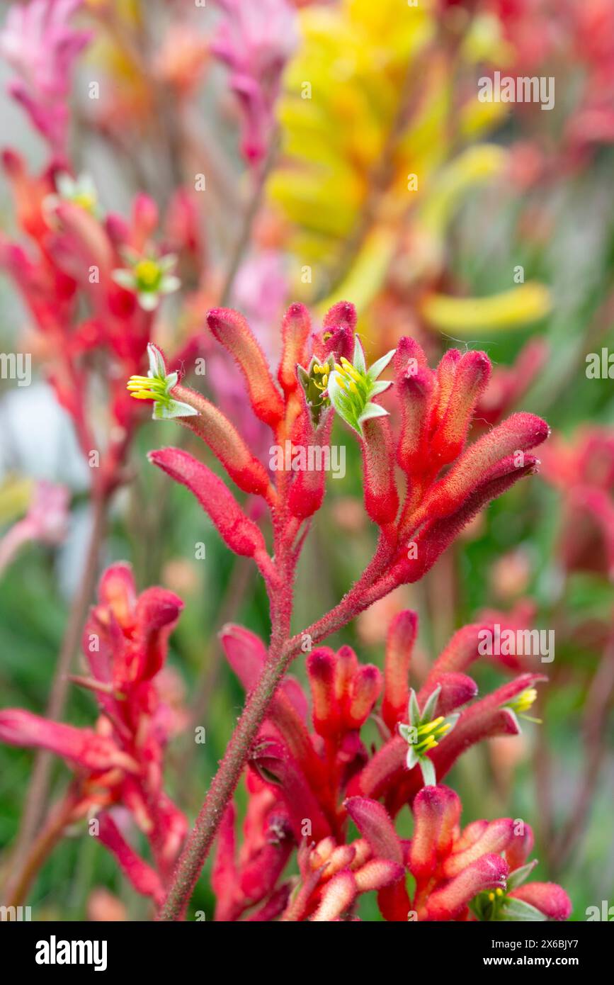Kangaroo Paws Flower, Anigozanthos Stock Photo - Alamy