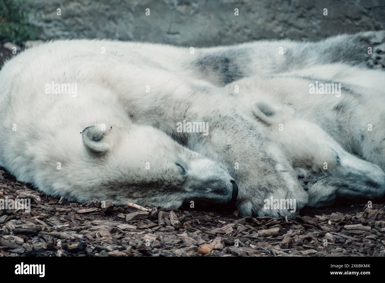 Two peaceful polar bears cuddle closely in rest, their white fur ...