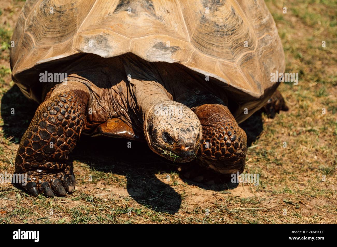 Gentle giant tortoise munches on grass, its wise eyes telling tales of ...