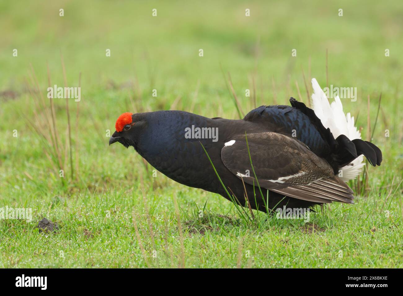 Black Grouse, Scientific name, Lyrurux tetrix. Close up of a male black ...