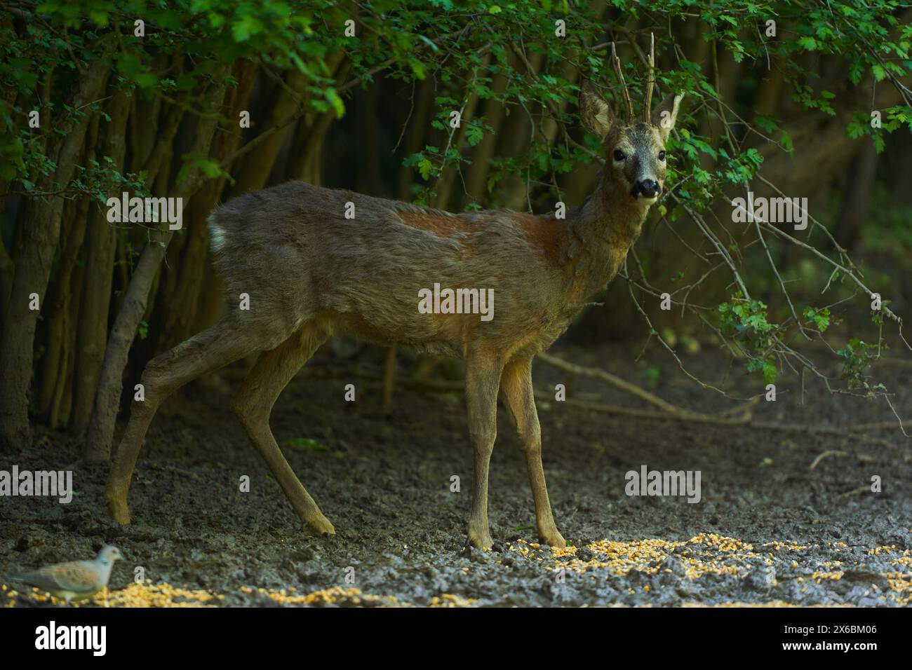 Old roebuck feeding in the forest in the early summer Stock Photo - Alamy