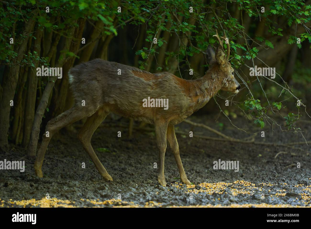 Old roebuck feeding in the forest in the early summer Stock Photo - Alamy