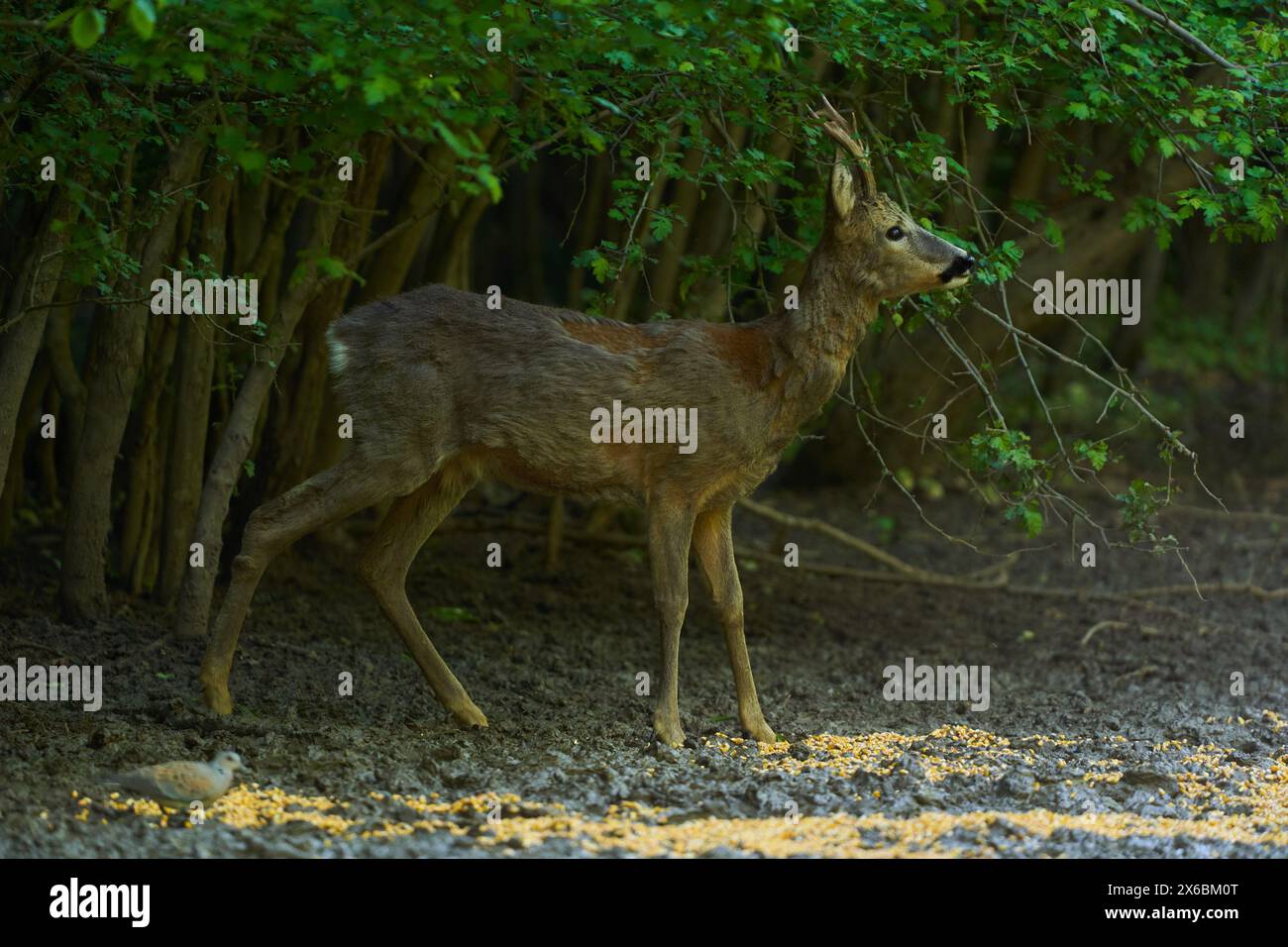 Old roebuck feeding in the forest in the early summer Stock Photo - Alamy