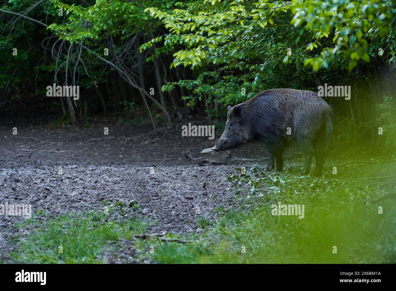 Dominant boar wild hog (feral pig) with tusks in the forest feeding ...
