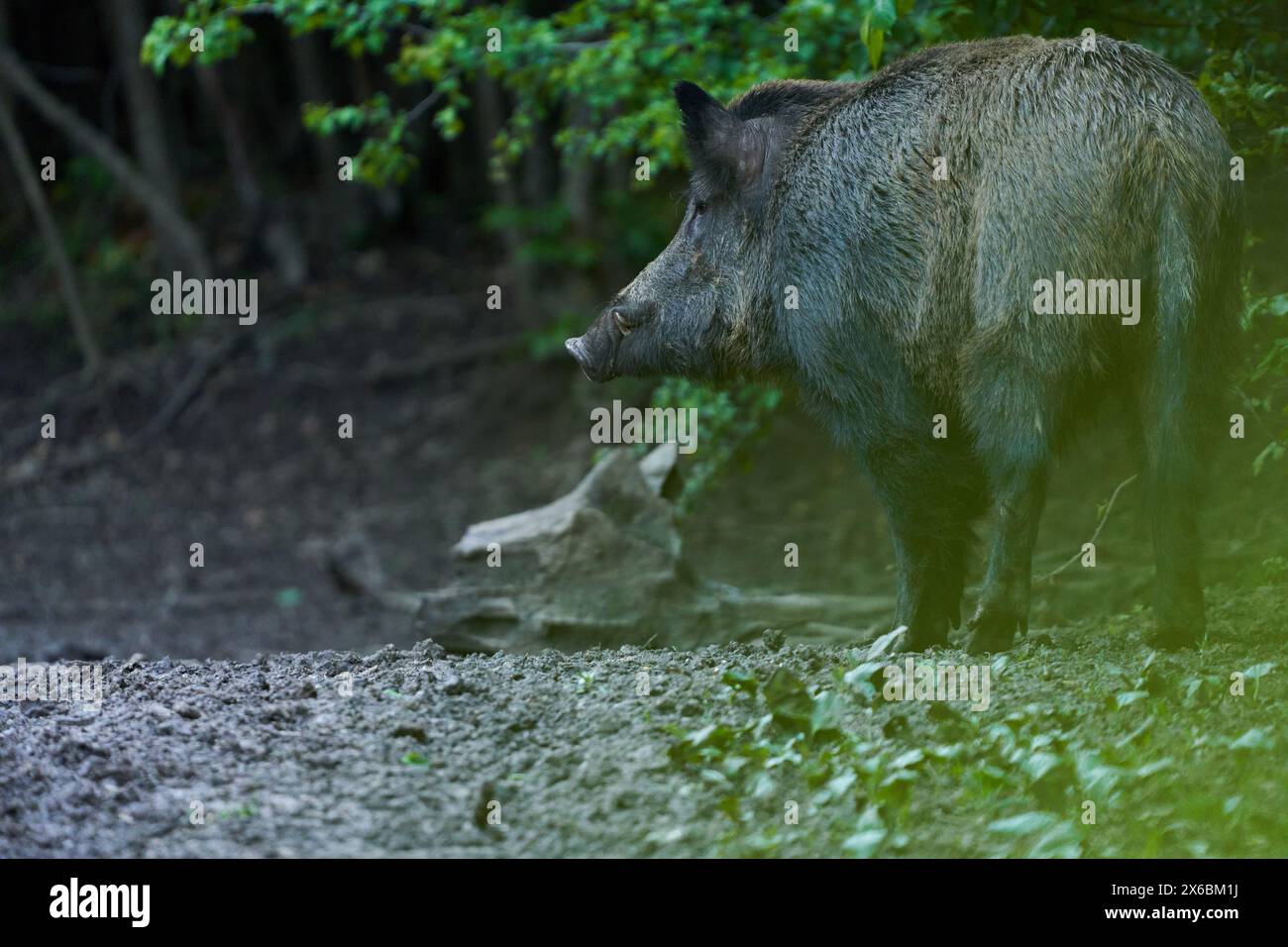 Dominant boar wild hog (feral pig) with tusks in the forest feeding ...