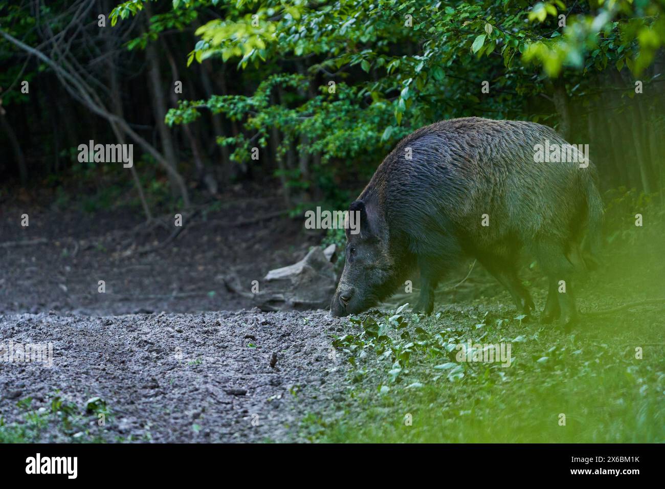 Dominant boar wild hog (feral pig) with tusks in the forest feeding ...