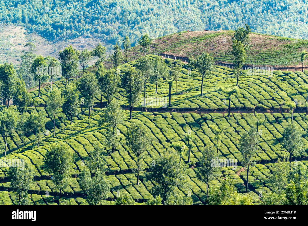 scenic view to tea fields in Munnar, the highlands of Anamudi Shola ...
