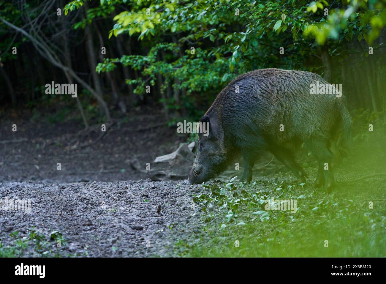 Dominant boar wild hog (feral pig) with tusks in the forest feeding ...