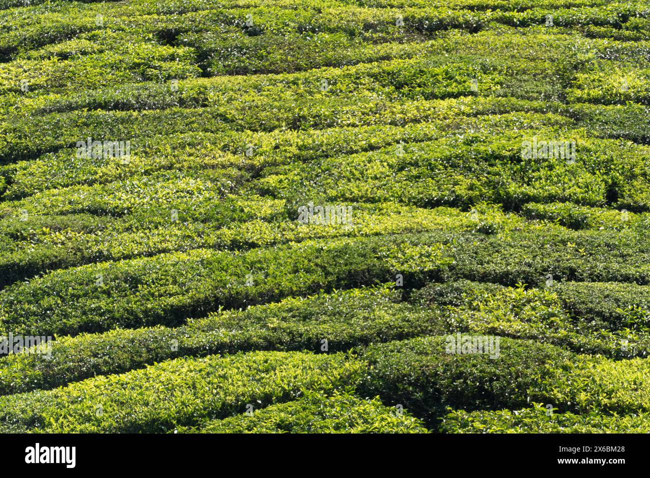 scenic view to tea fields in Munnar, the highlands of Anamudi Shola ...