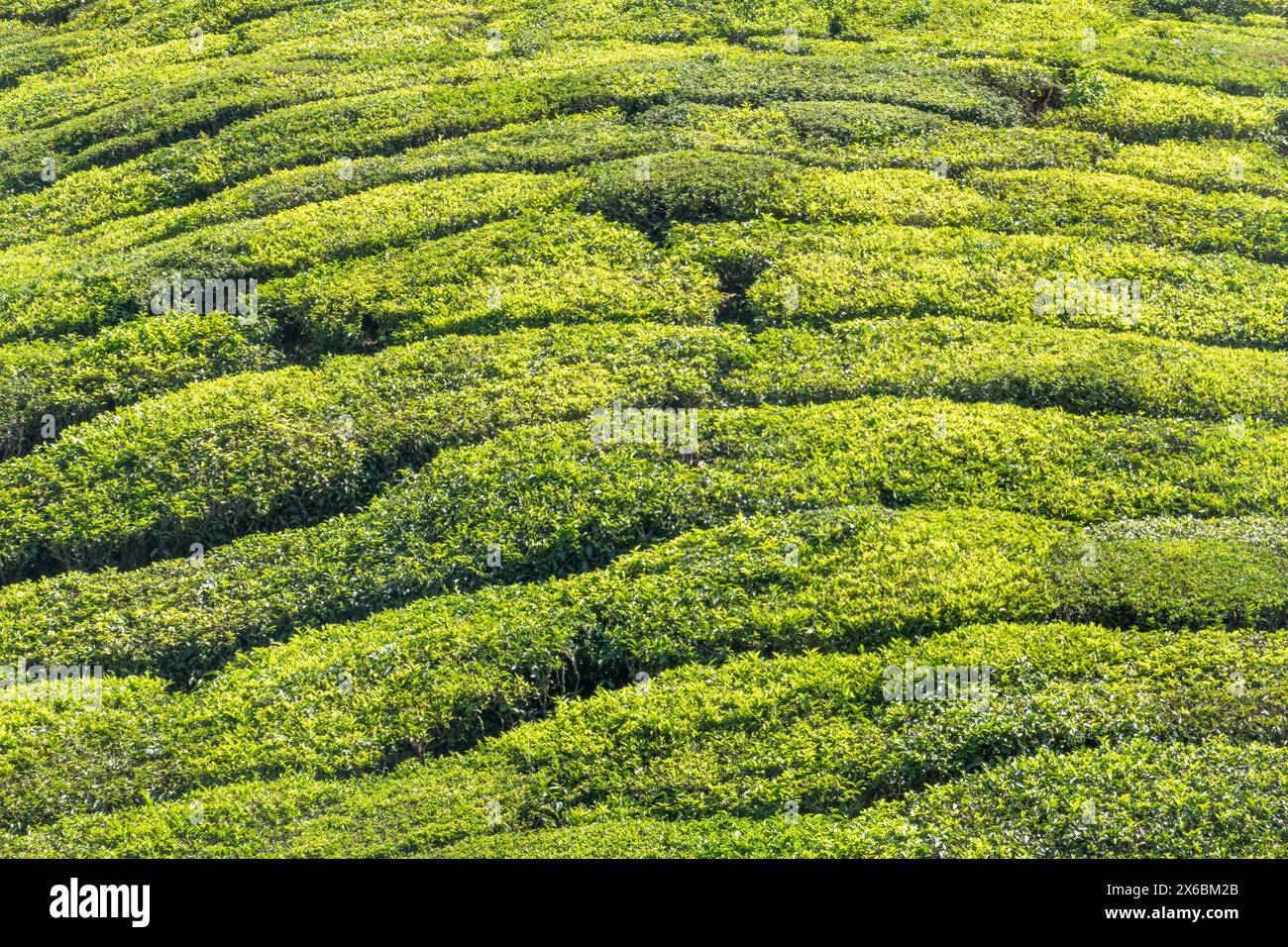 scenic view to tea fields in Munnar, the highlands of Anamudi Shola ...