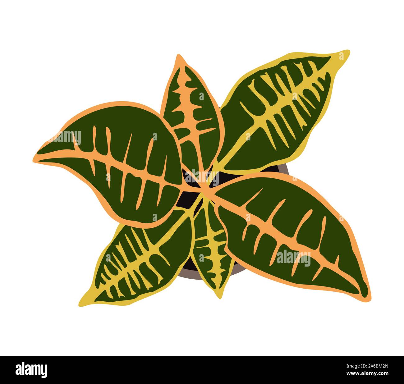 Croton house plant top view. Potted flower colorful icon for landscape ...
