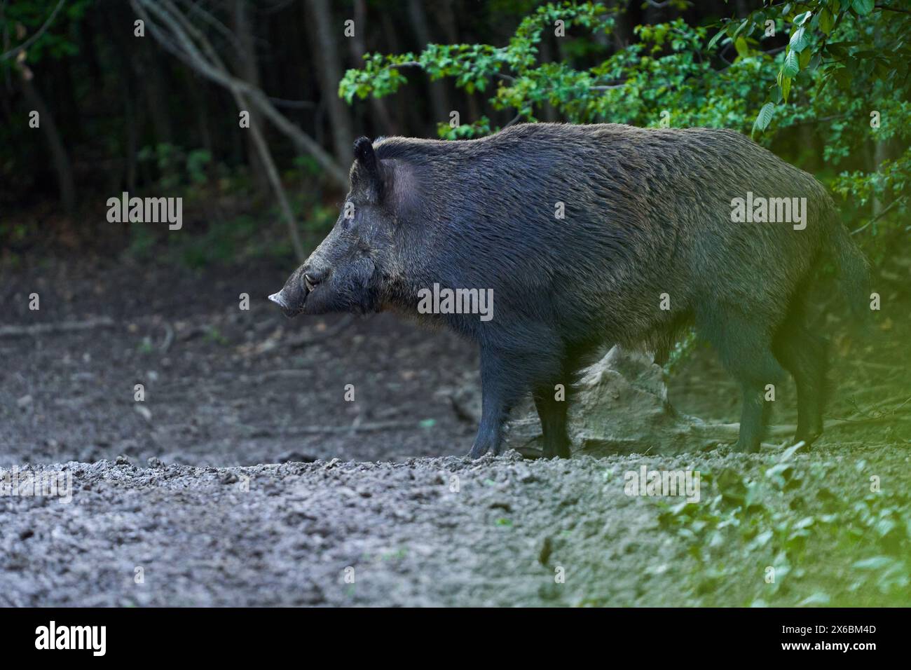 Dominant boar wild hog (feral pig) with tusks in the forest feeding ...