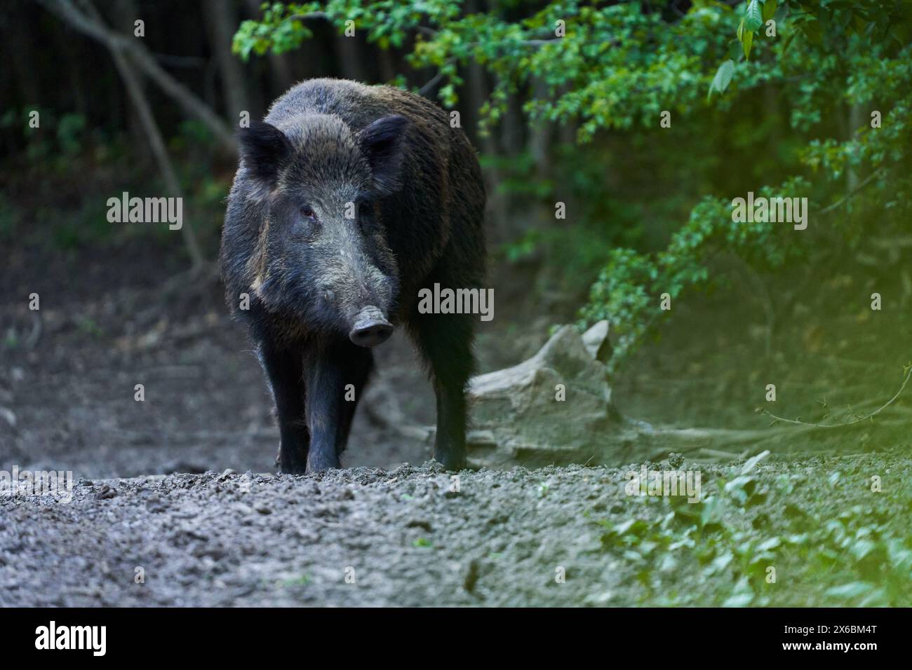 Dominant boar wild hog (feral pig) with tusks in the forest feeding ...