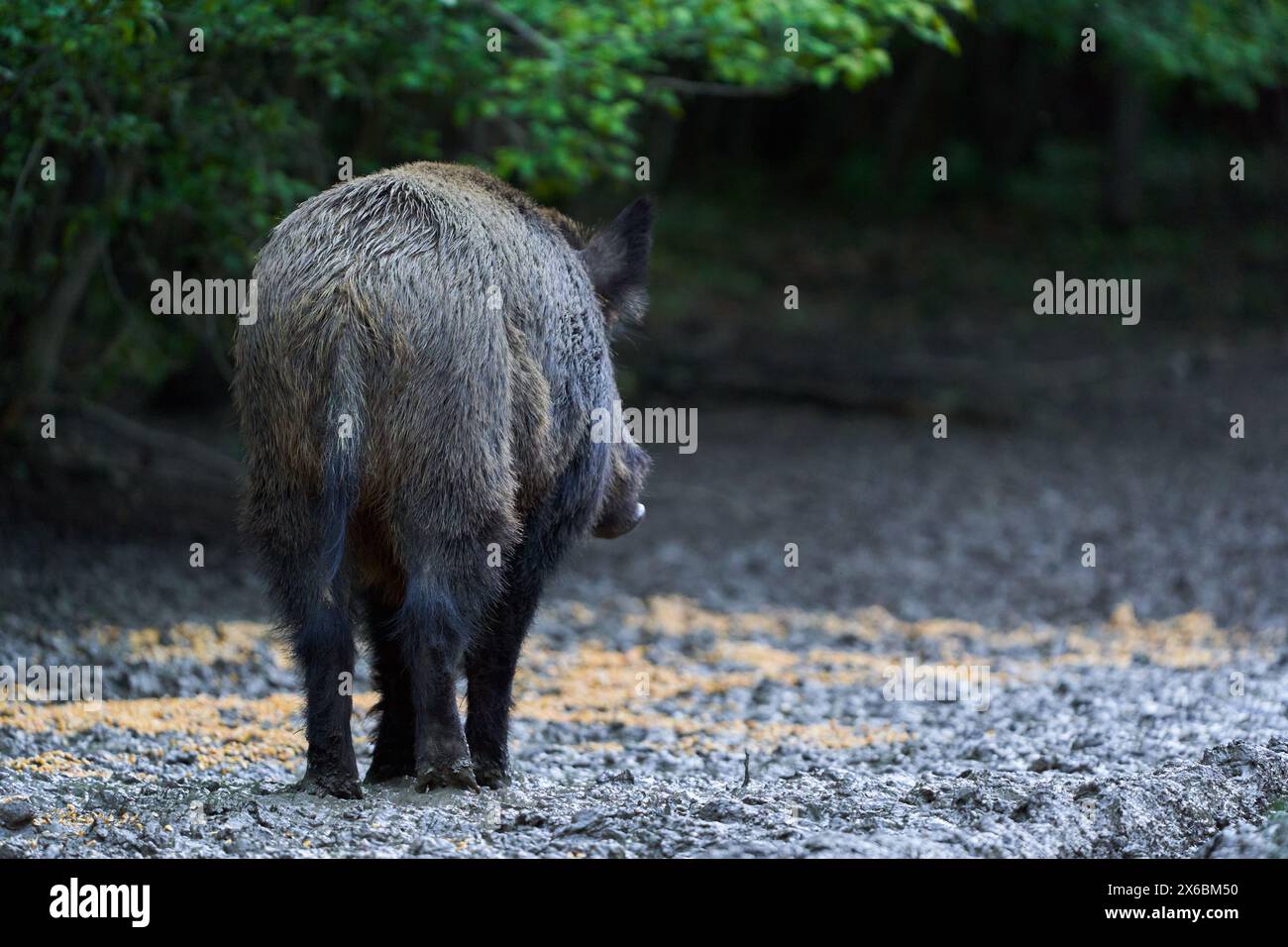 Dominant boar wild hog (feral pig) with tusks in the forest feeding ...