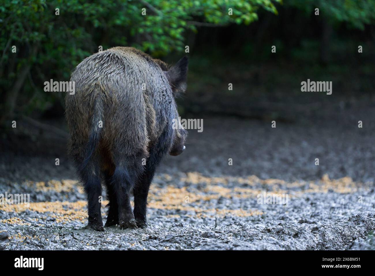Dominant boar wild hog (feral pig) with tusks in the forest feeding ...