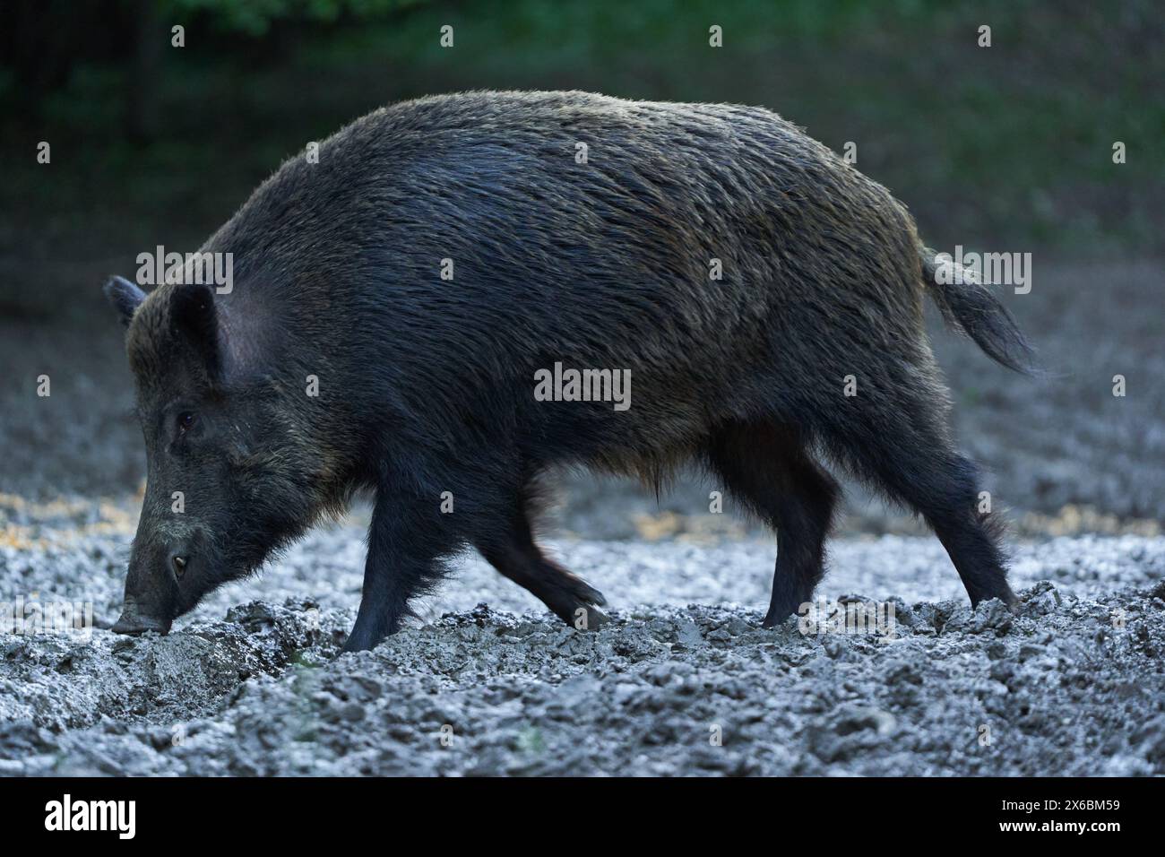 Dominant boar wild hog (feral pig) with tusks in the forest feeding ...