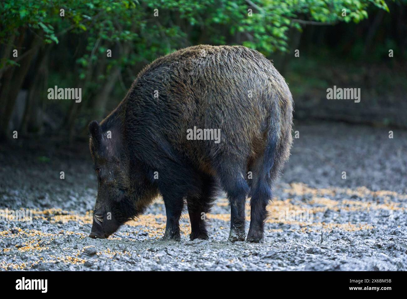 Dominant boar wild hog (feral pig) with tusks in the forest feeding ...