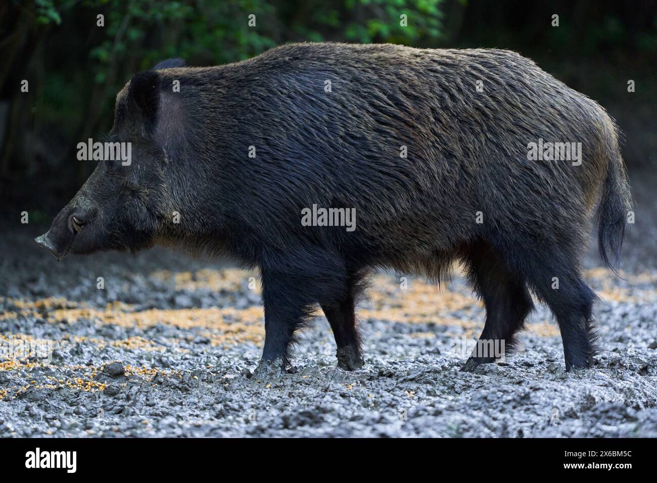 Dominant boar wild hog (feral pig) with tusks in the forest feeding ...