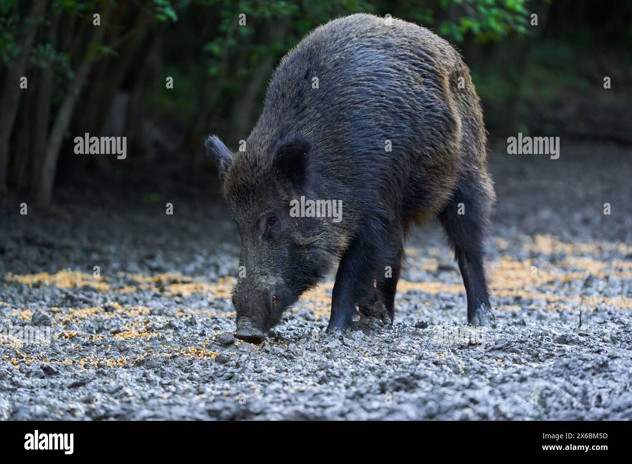 Dominant boar wild hog (feral pig) with tusks in the forest feeding ...