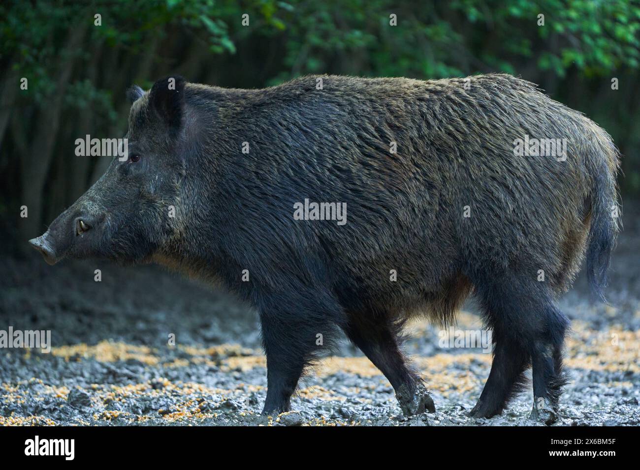 Dominant boar wild hog (feral pig) with tusks in the forest feeding ...