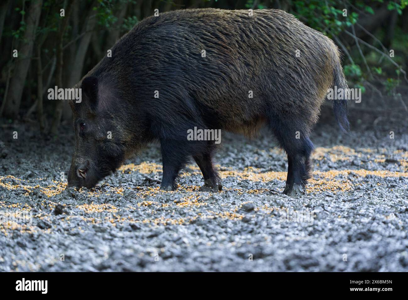 Dominant boar wild hog (feral pig) with tusks in the forest feeding ...