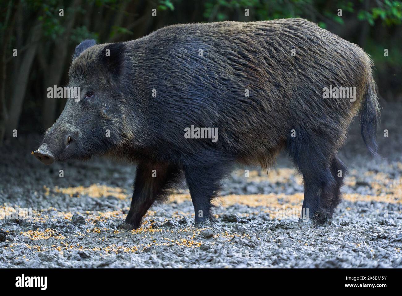 Dominant boar wild hog (feral pig) with tusks in the forest feeding ...