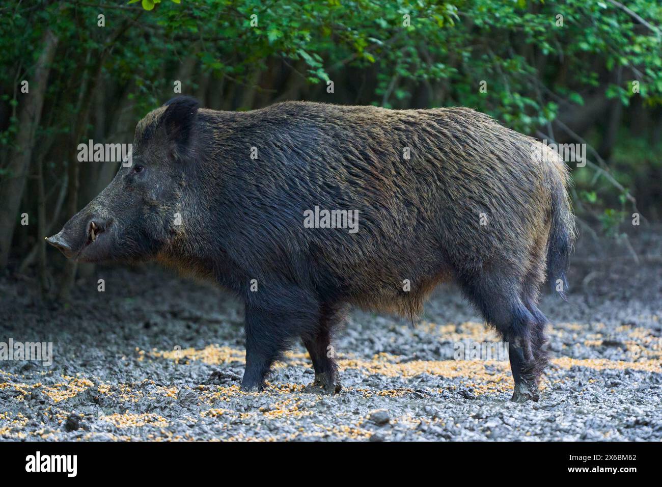 Dominant boar wild hog (feral pig) with tusks in the forest feeding ...