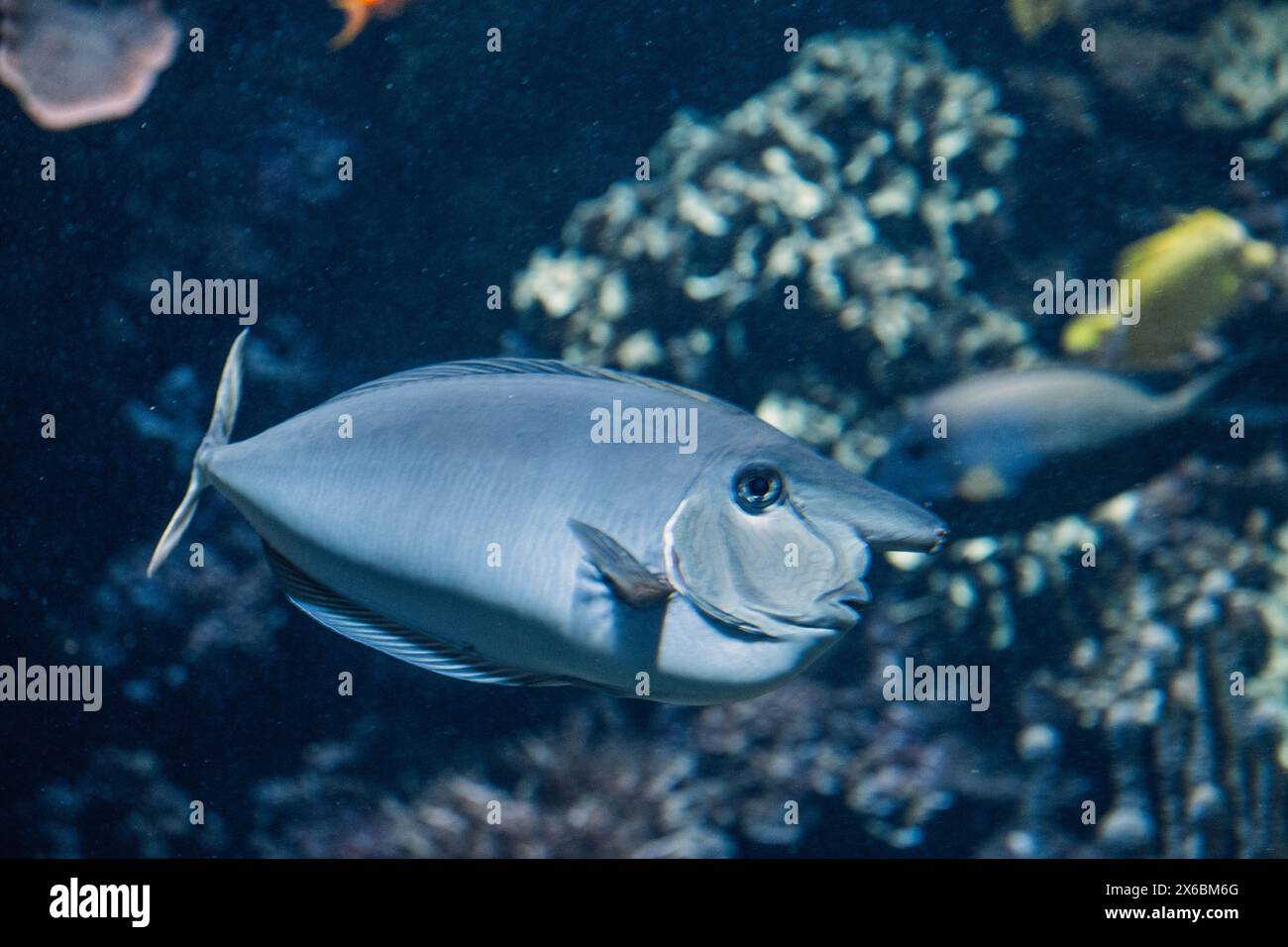 Curious fish with an intriguing gaze glides gracefully, a silent ...