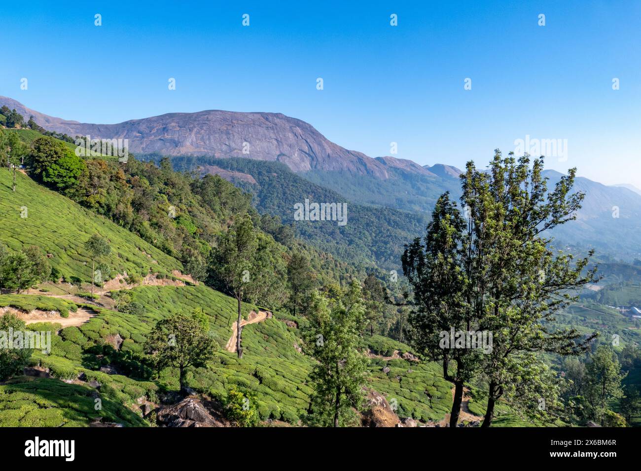 scenic view to Mount Anamudi in the highlands of Anamudi Shola national ...