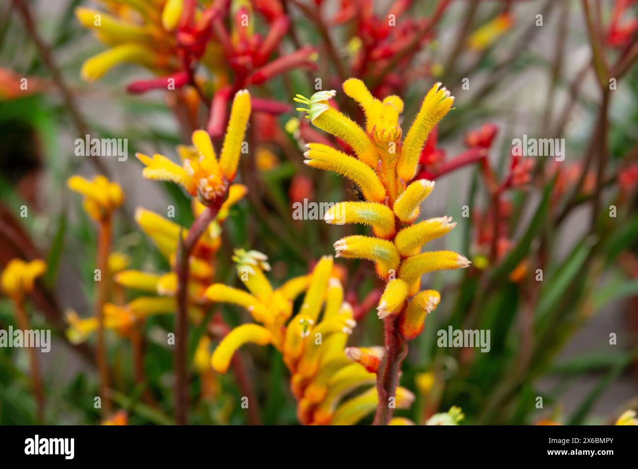 Kangaroo Paws Flower, Anigozanthos Stock Photo - Alamy