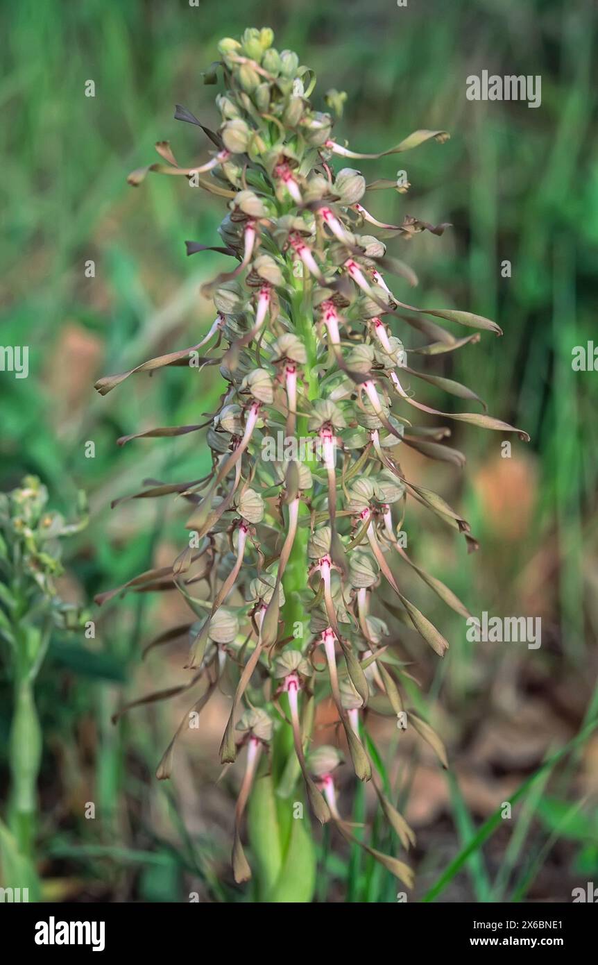 Lizard orchid (Himantoglossum hircinum), Orchidaceae. Bulbous ...