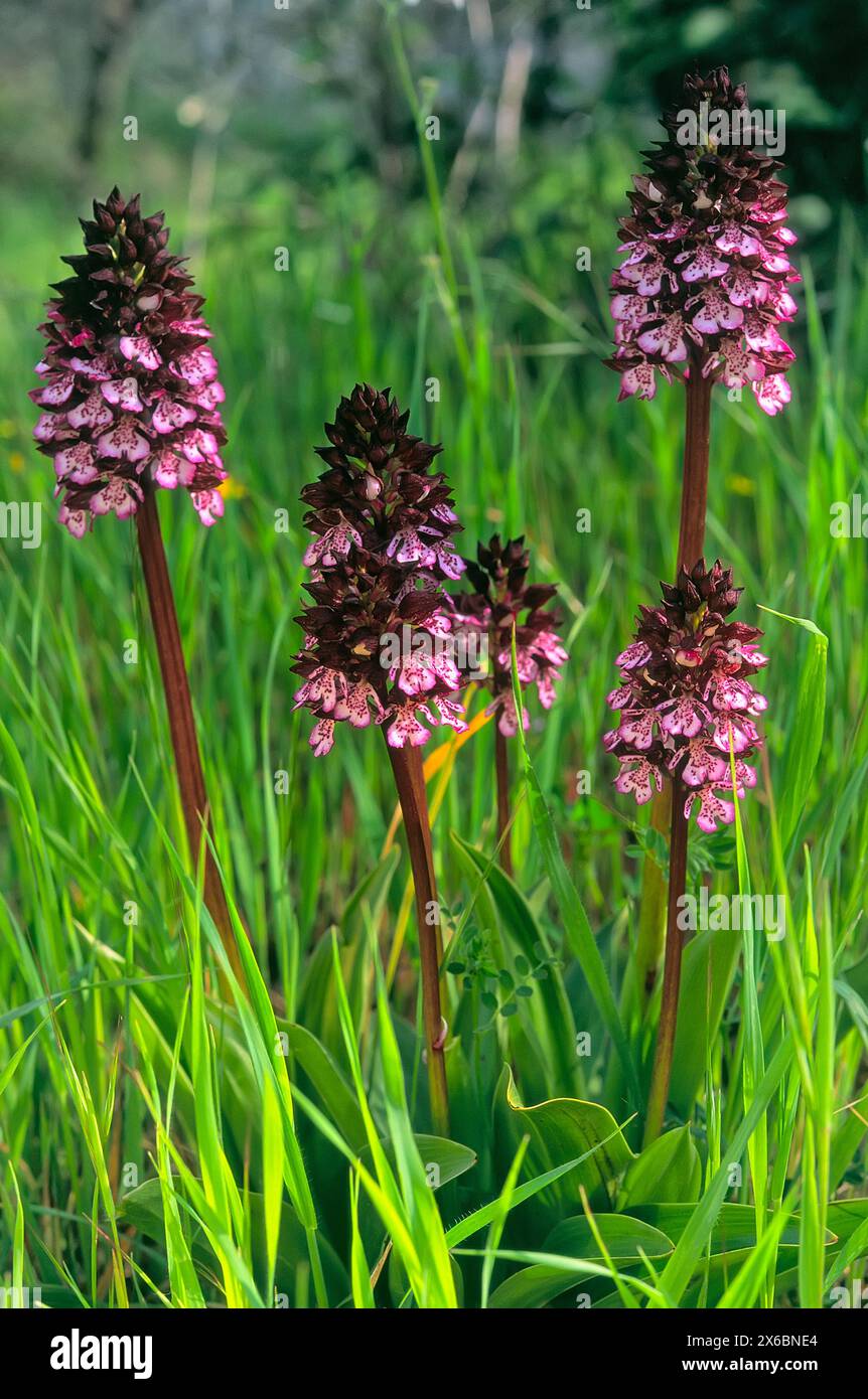 Lady orchid (Orchis purpurea), Orchidaceae. Wild european orchid. rare ...