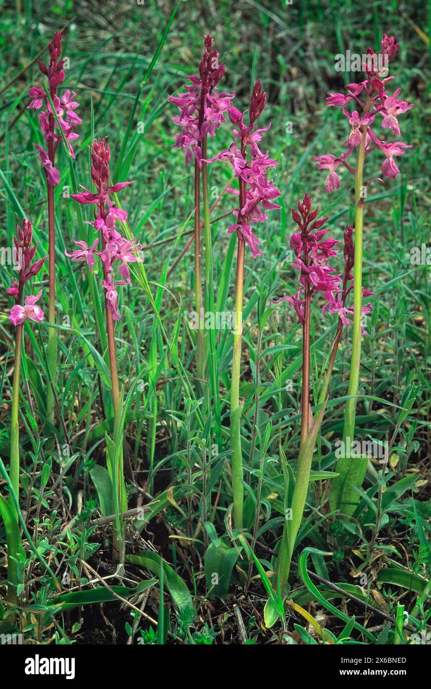 Early-purple orchid (Orchis mascula), Orchidaceae. perennial bulbous ...