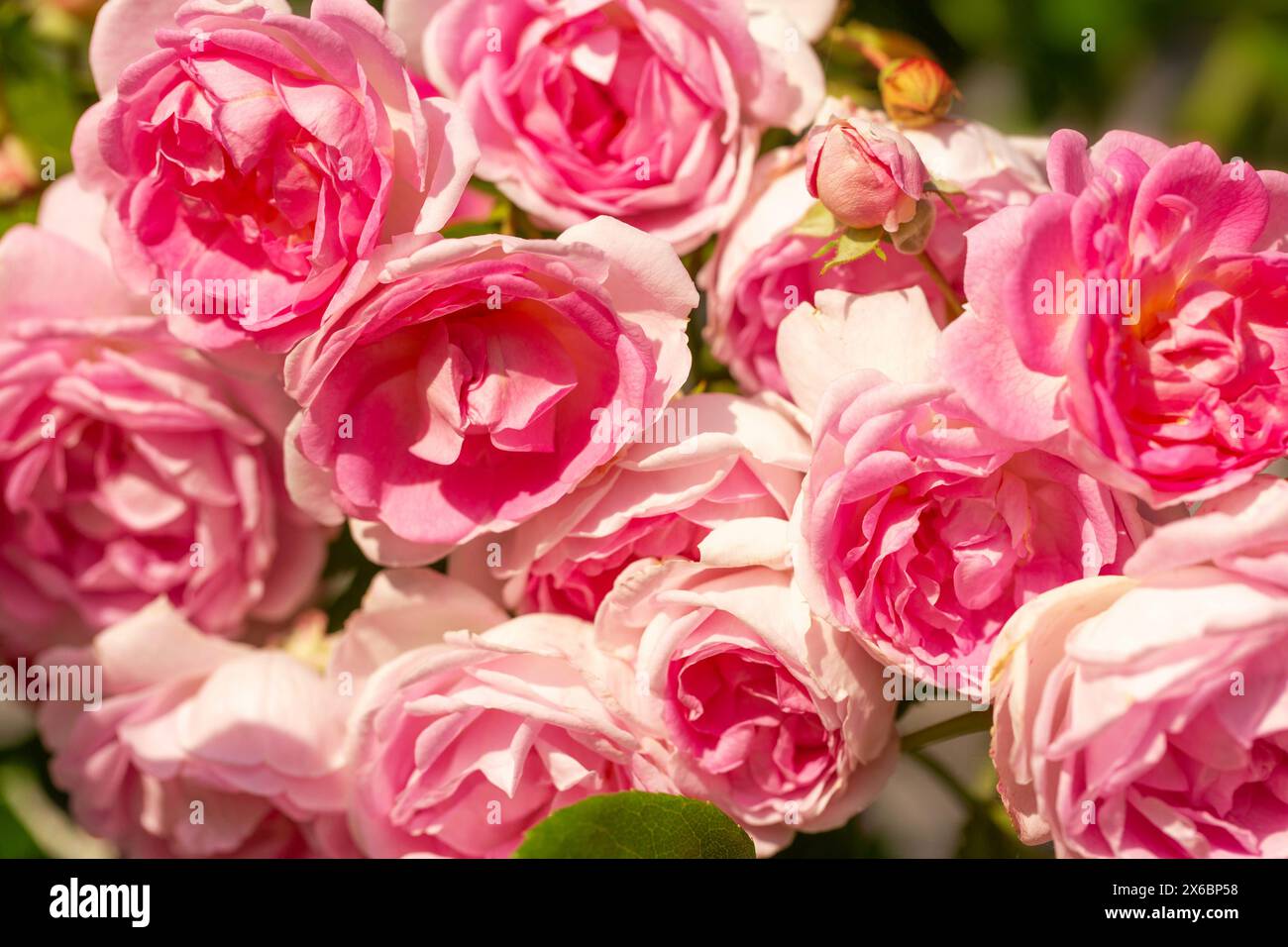 Climbing Jasmina roses blooming in the garden. Abundantly blooming rose ...