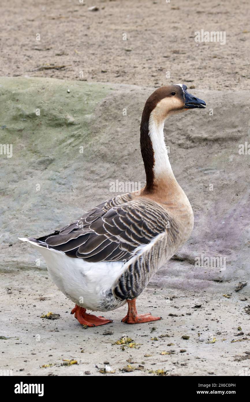 Image of a domestic feathered bird goose walking in the yard Stock ...