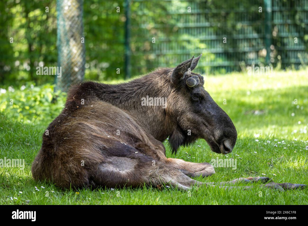 European Moose, Alces alces, also known as the elk. Wild life animal ...