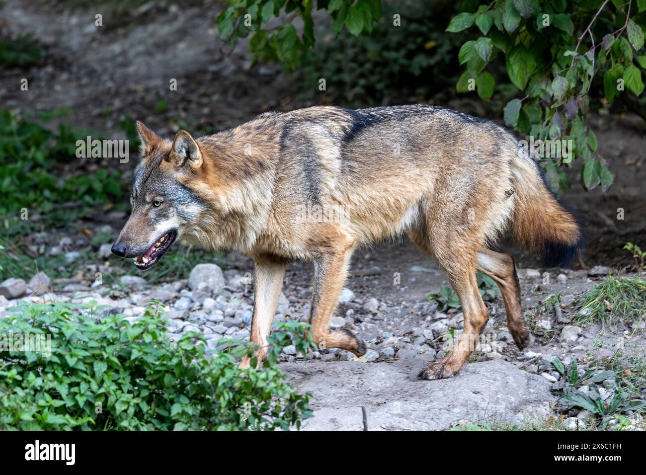 The wolf, Canis lupus, also known as the grey wolf or timber wolf is a ...