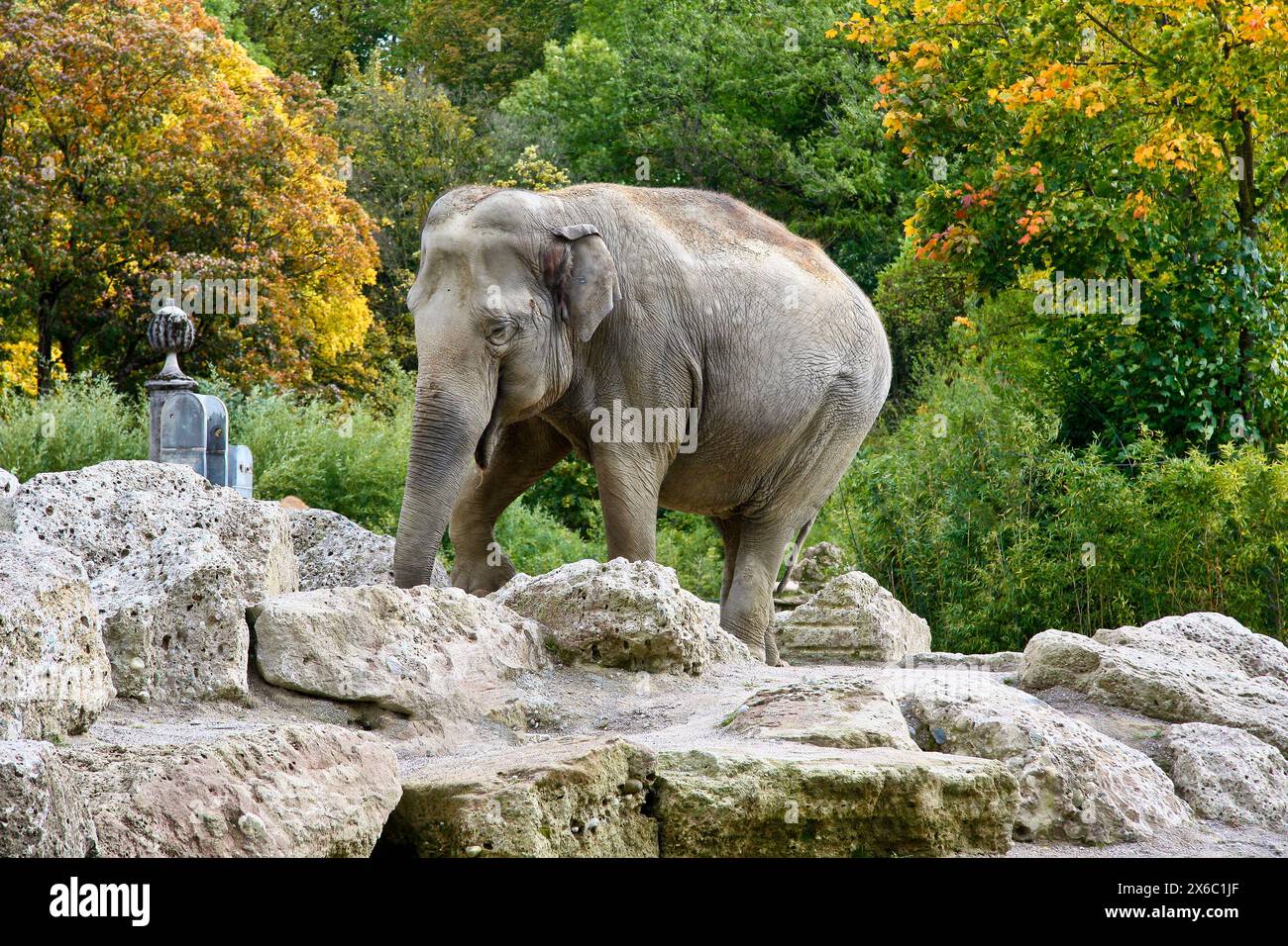 The Asian elephant, Elephas maximus also called Asiatic elephant, is ...