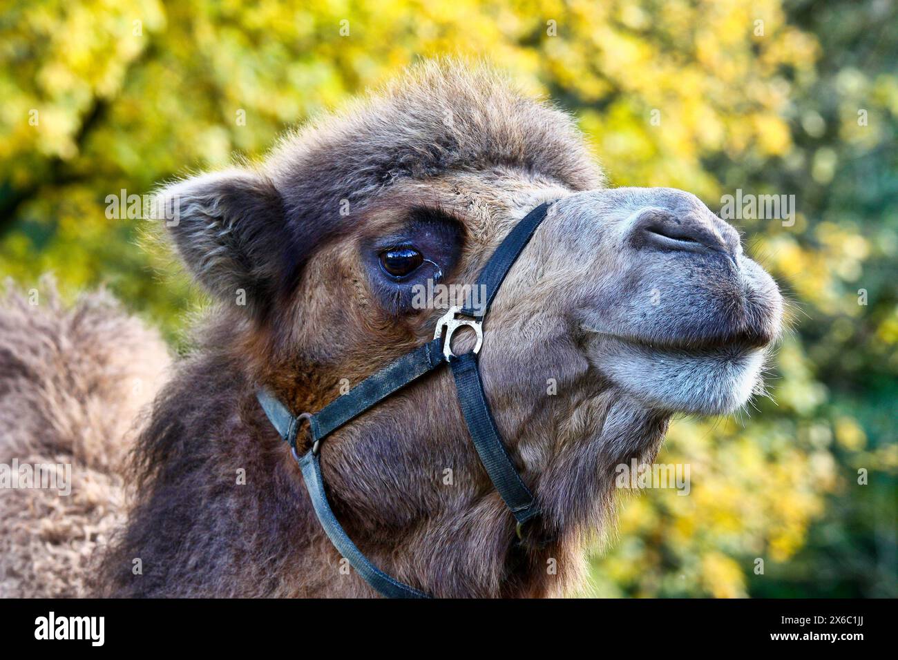 The Bactrian camels, Camelus bactrianus is a large, even-toed ungulate ...
