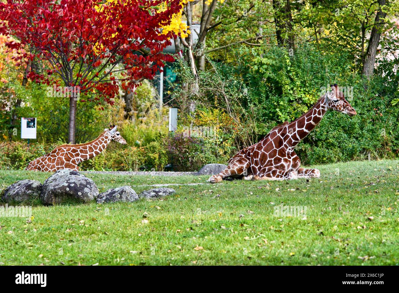 The giraffe, Giraffa camelopardalis is an African even-toed ungulate ...