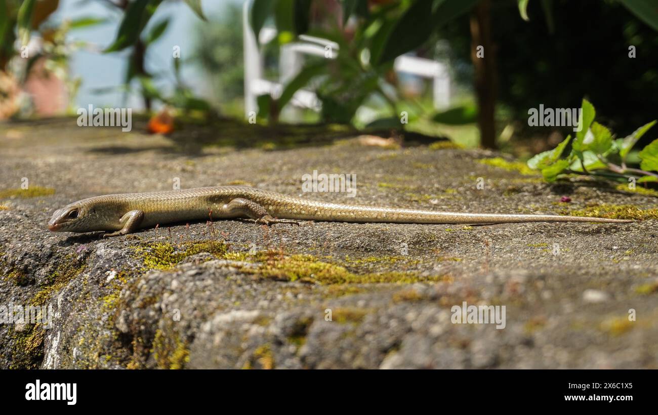 brown lizard in nature outdoors Stock Photo - Alamy