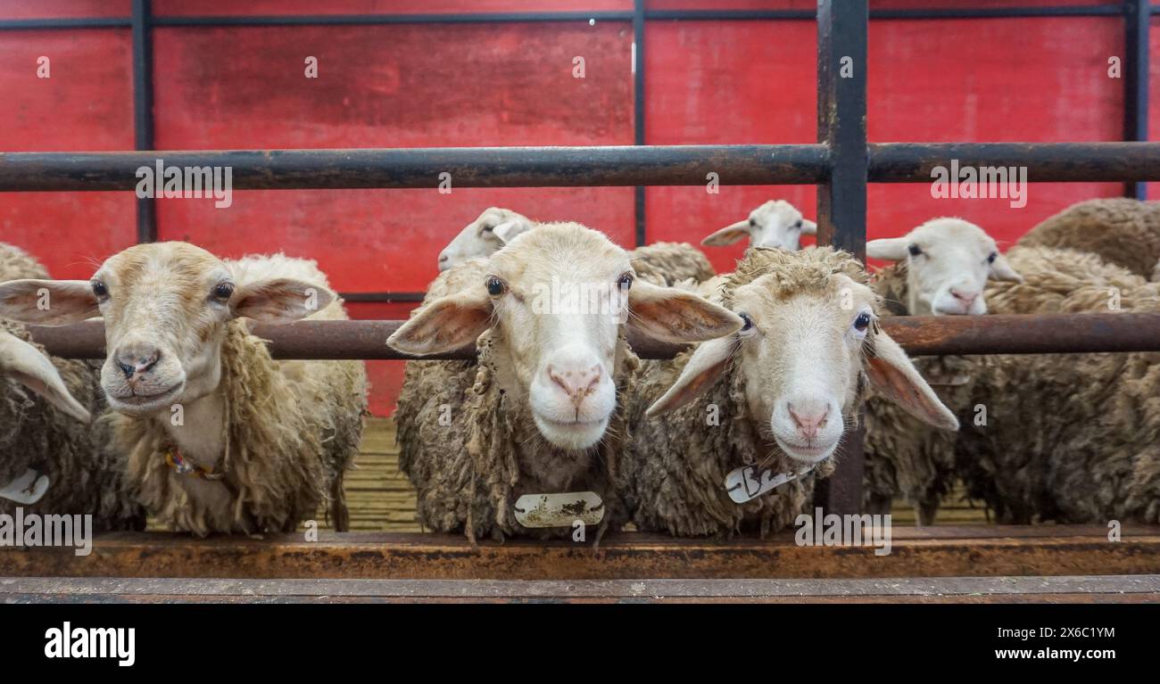 Sheep or Domba in the animal pen in preparation for sacrifice on Eid al ...