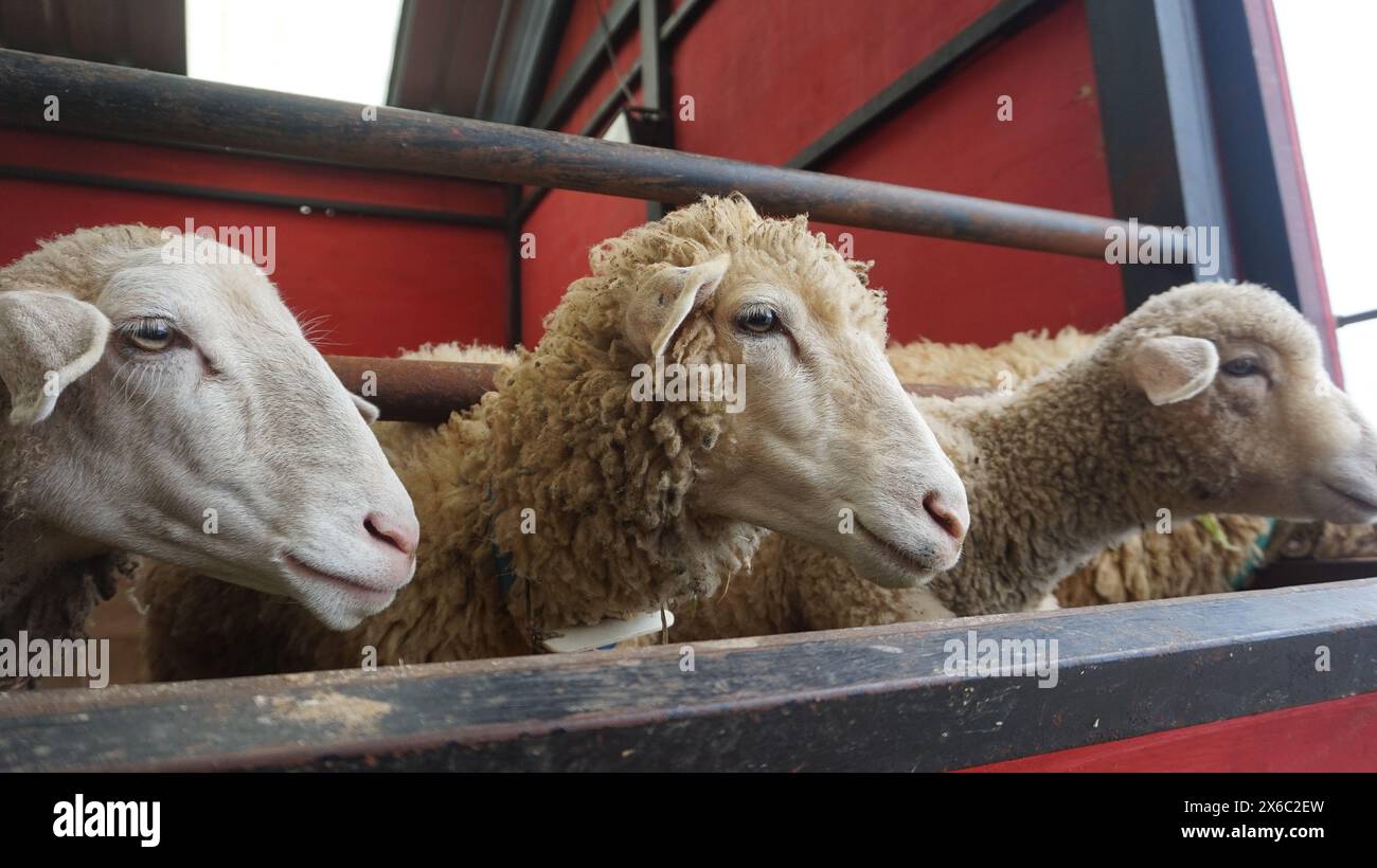 Sheep or Domba in the animal pen in preparation for sacrifice on Eid al ...