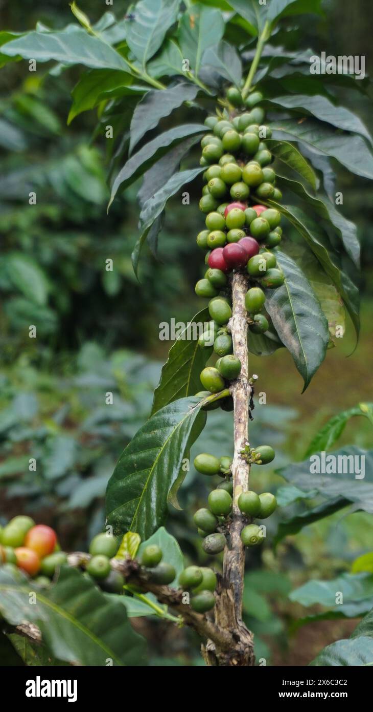 Coffee bean plant in nature. This Arabica coffee has many authentic ...