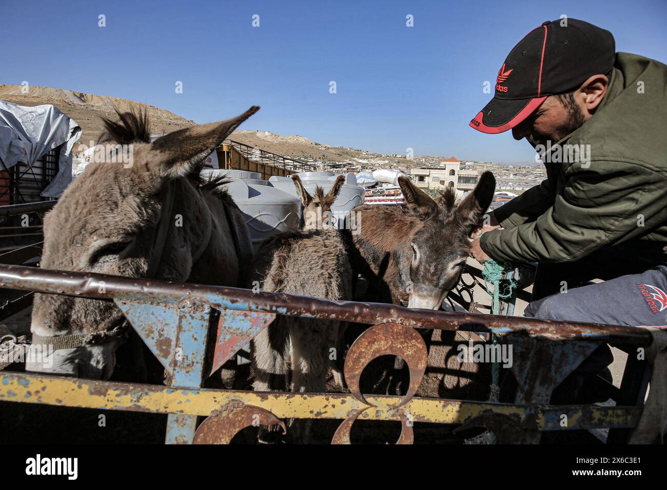 Aarsal, Lebanon. 14th May, 2024. A Syrian refugee puts his donkeys ...