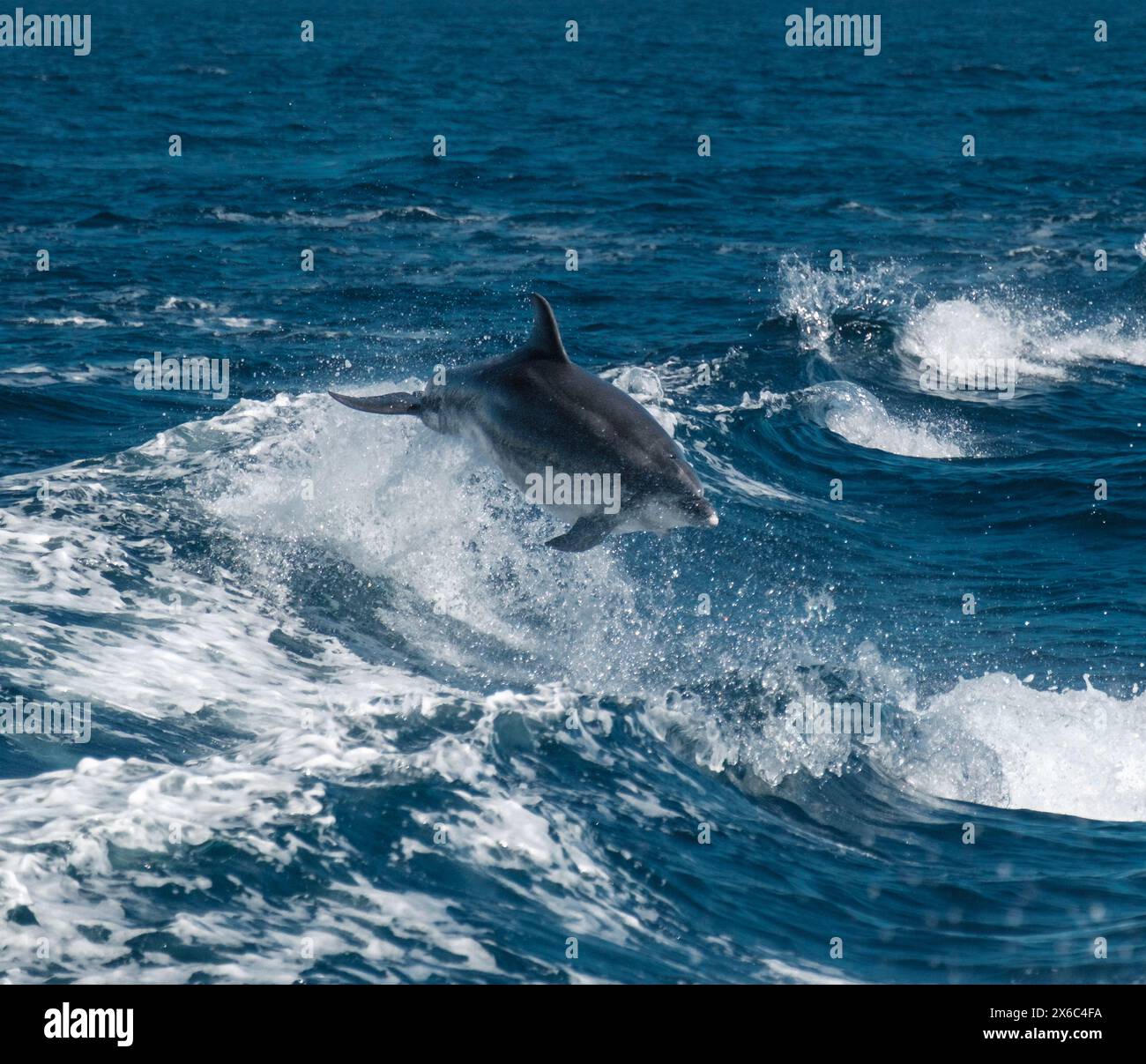 Dolphin leaping energetically from blue ocean waters Stock Photo - Alamy