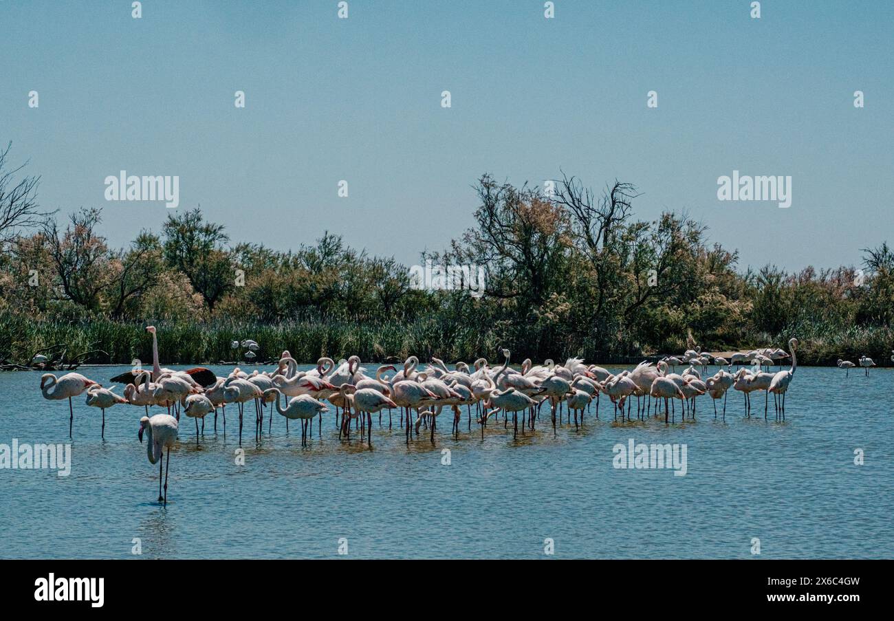 Tranquil marshland setting hi-res stock photography and images - Alamy