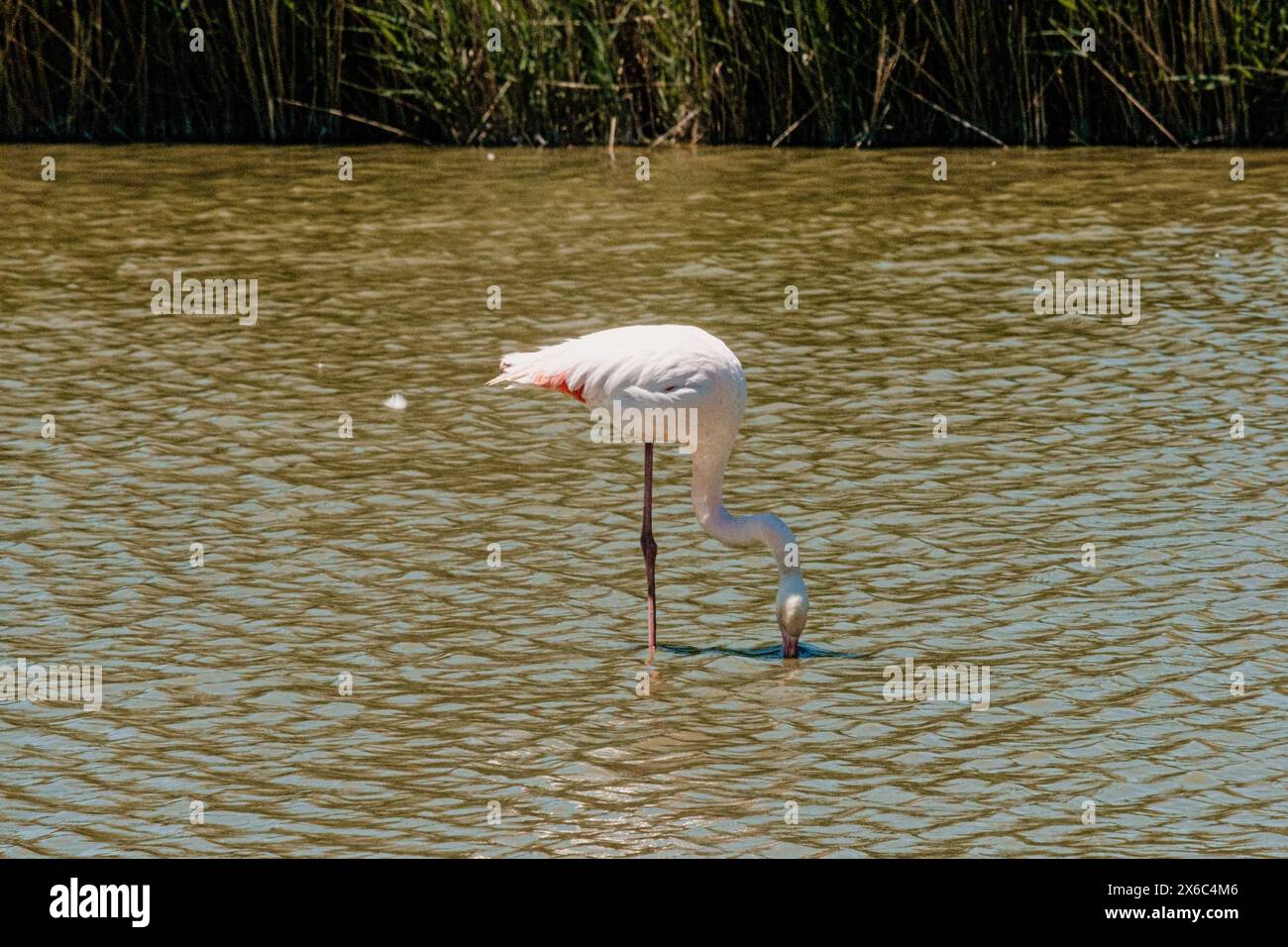 Elegant flamingo wading through marsh at Parc Ornithologique Stock ...