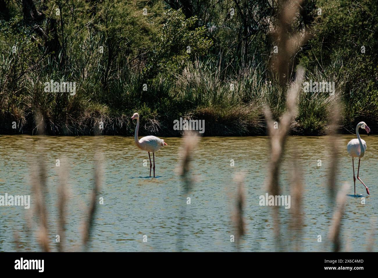 Elegant flamingo wading through marsh at Parc Ornithologique Stock ...
